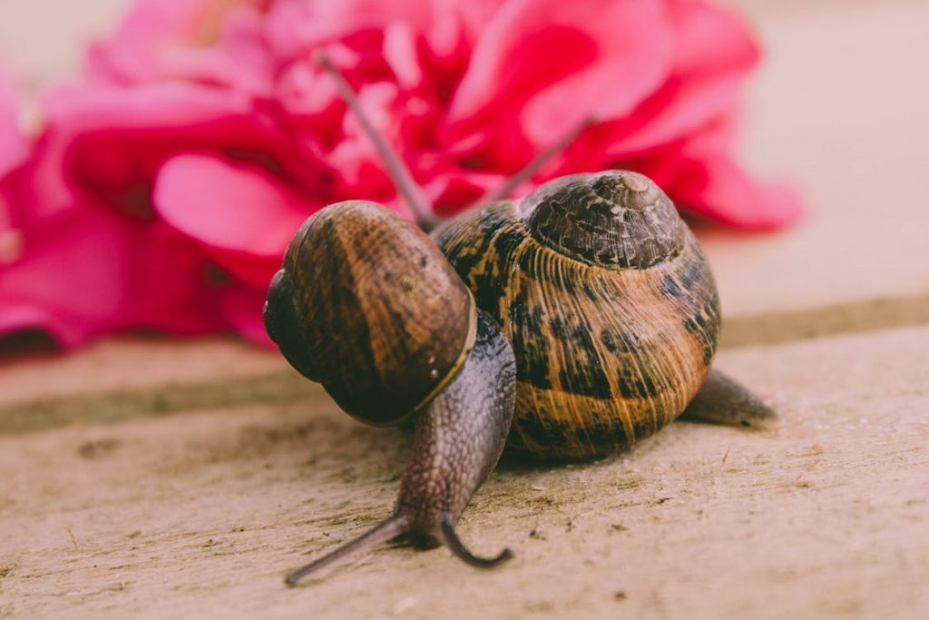 Snail Facial | How Snail Mucin Can Be Your Best Beauty Treatment
